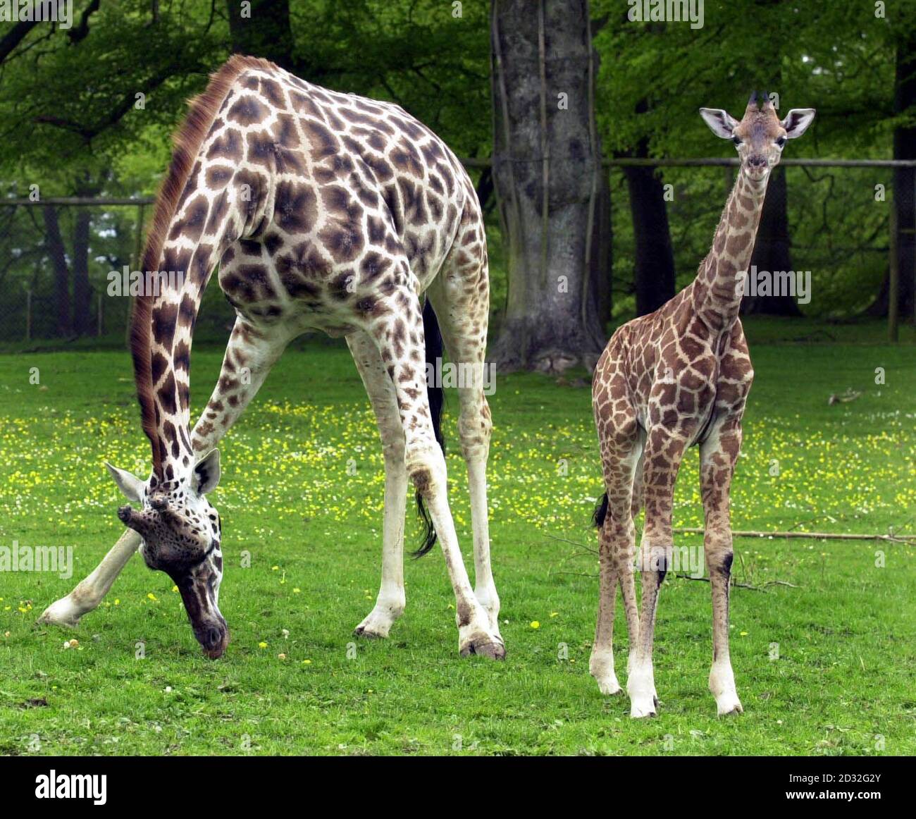 Rothschild giraffe at longleat safari park hi-res stock photography and ...