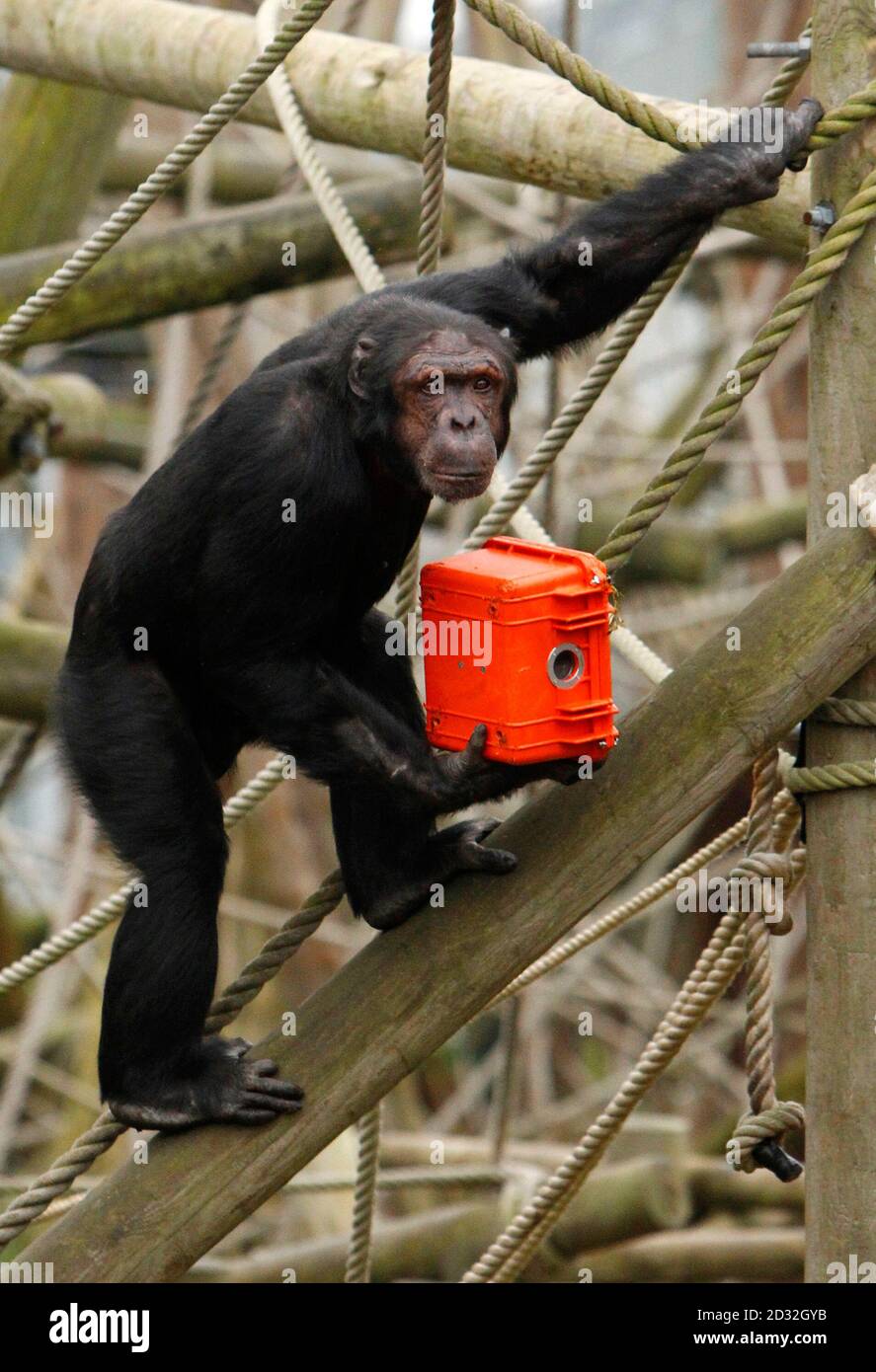 Chimpcam hi-res stock photography and images - Alamy