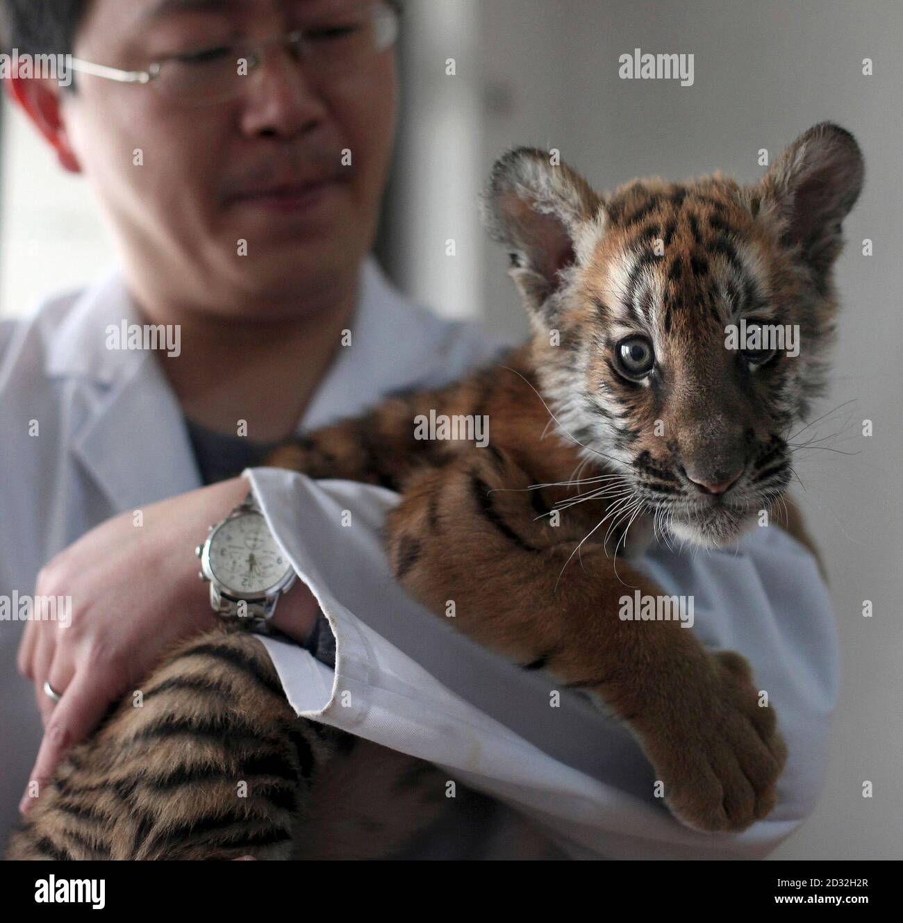 Rarest animal in the wild hi-res stock photography and images - Alamy