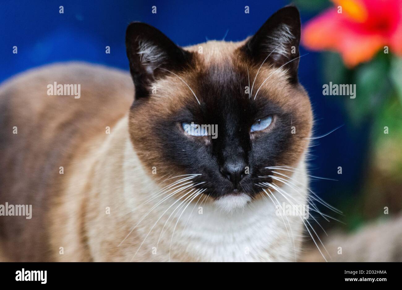 tricolor siamese cat head portrait Stock Photo - Alamy