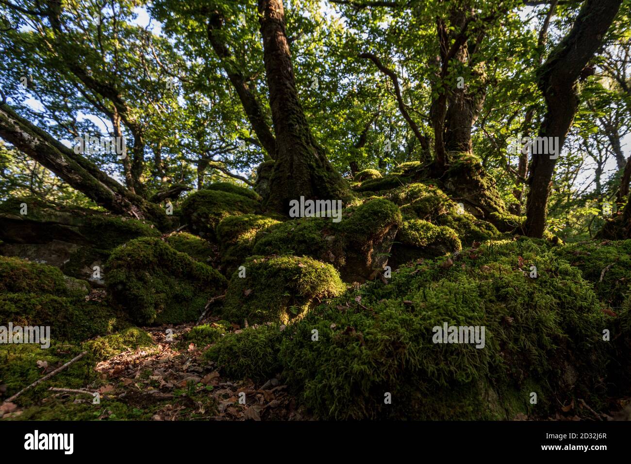 Ty Canol is a beautiful ancient woodland in the heart of Pembrokeshire ...