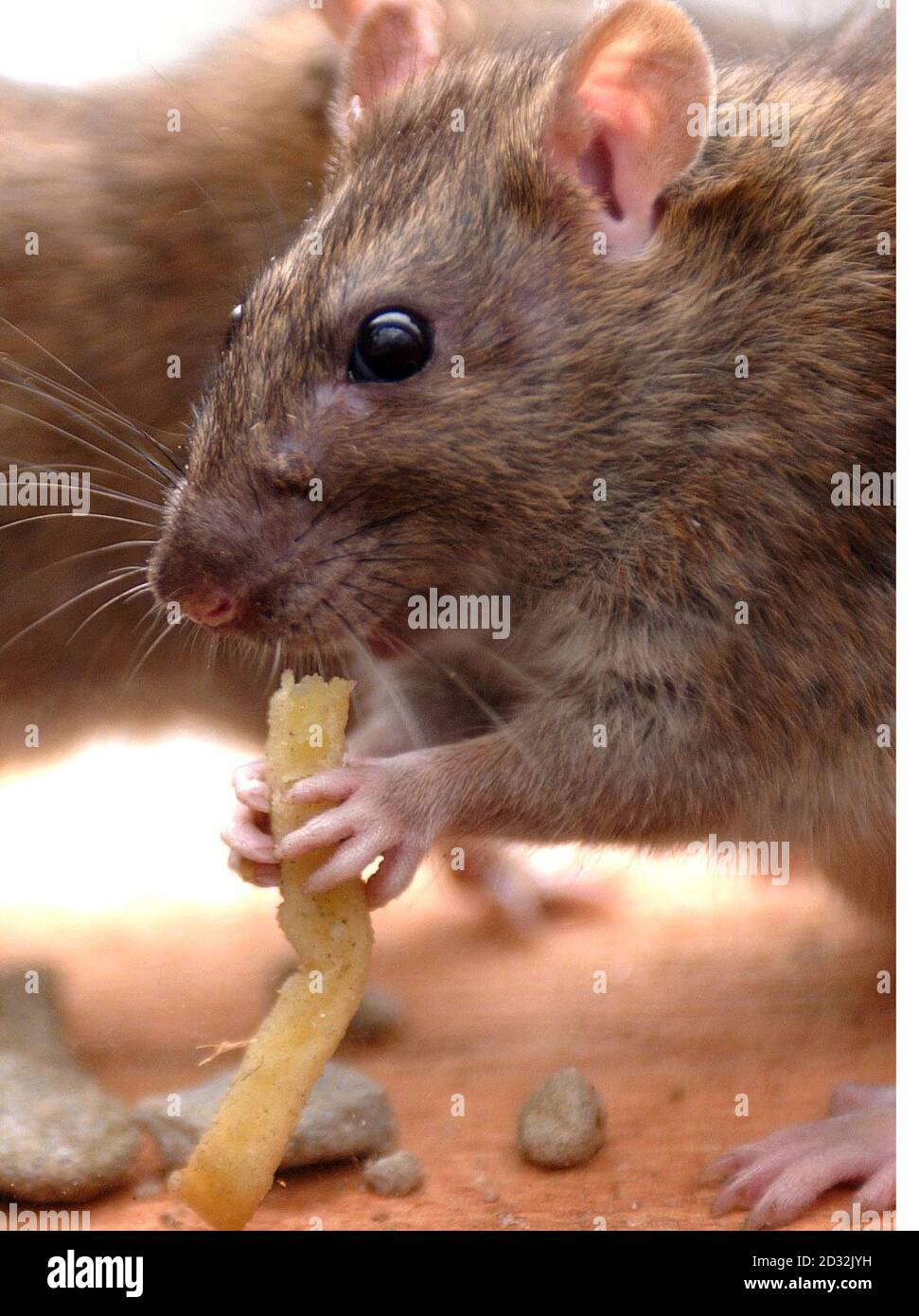 A rat nibbles on a chip in central London as The Keep Britain Tidy ...