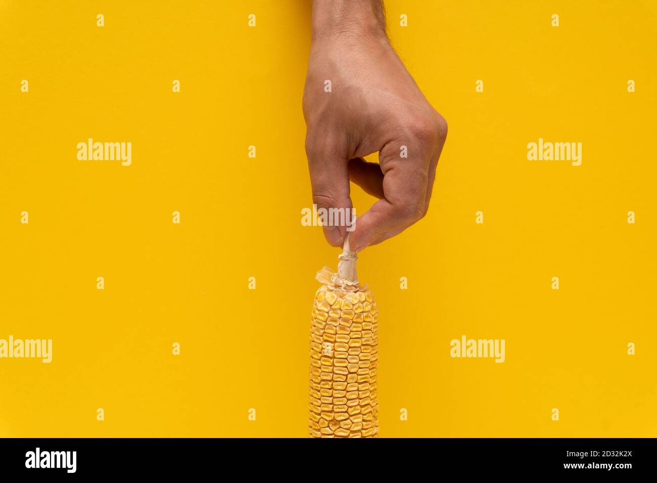 Closeup at the moldy yellow corn in male caucasian hand Stock Photo - Alamy
