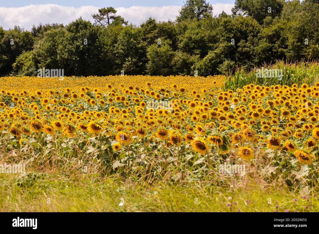 European natural countryside Stock Photo - Alamy