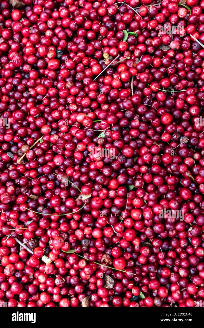 Lingonberry, wild berry. Natural background. High quality photo Stock ...