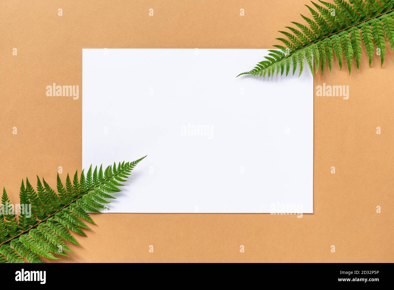 Fern sheet hi-res stock photography and images - Alamy