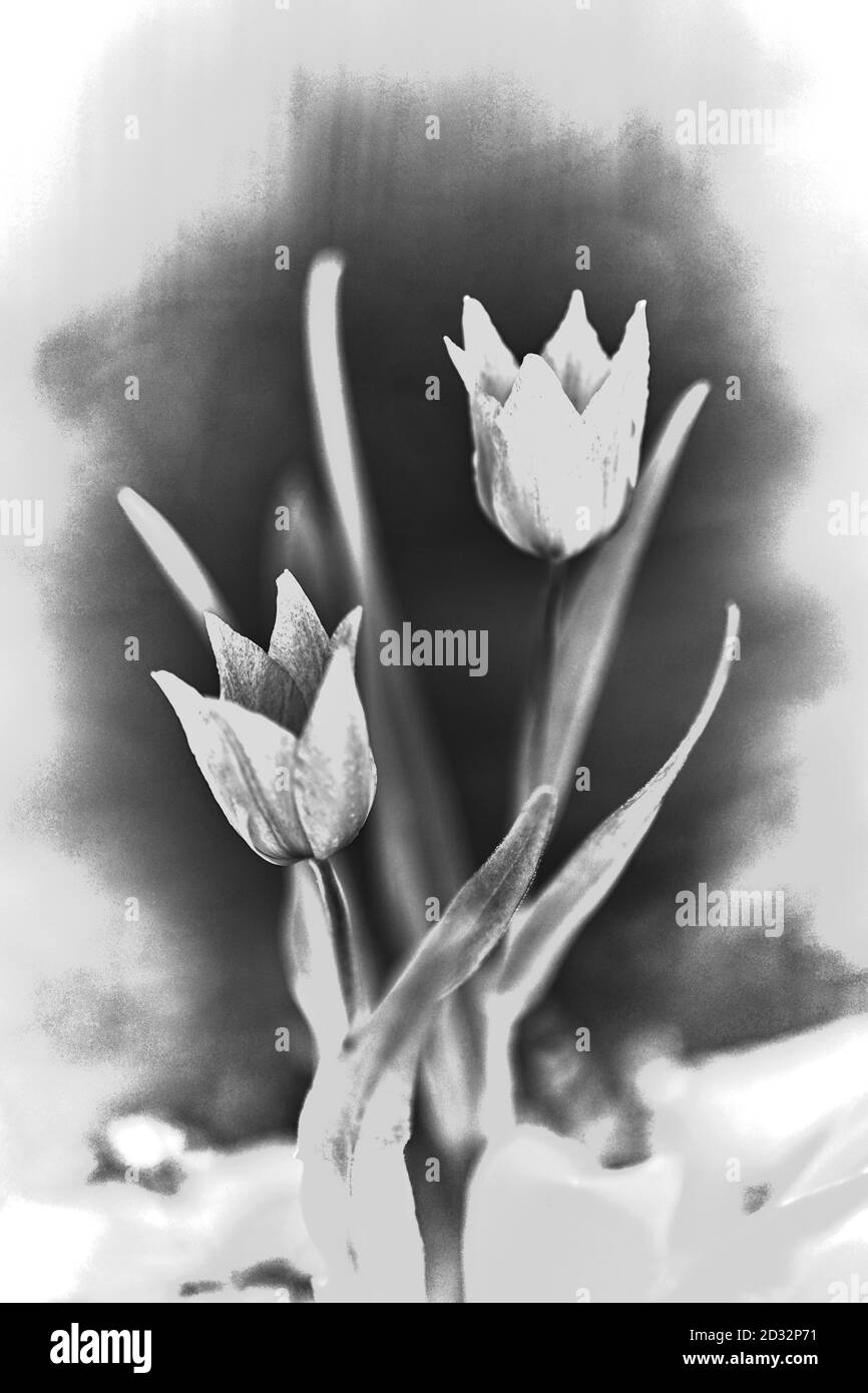 Artistic dance Black and White Stock Photos & Images - Alamy