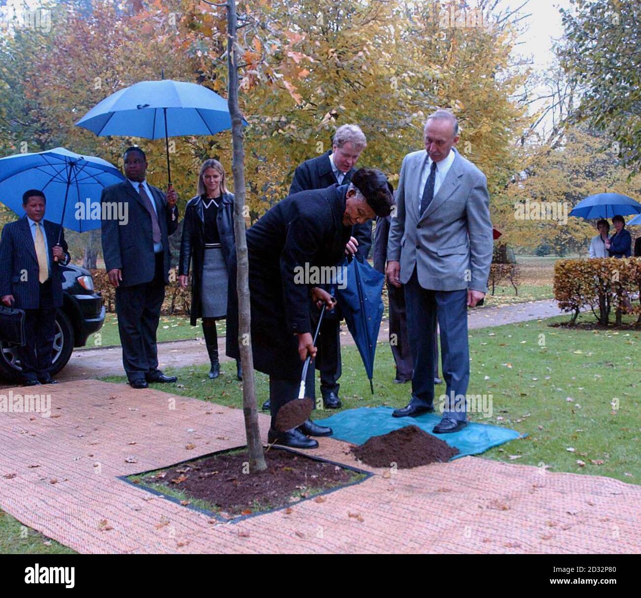 Former South African president Nelson Mandela plants an oak tree during ...