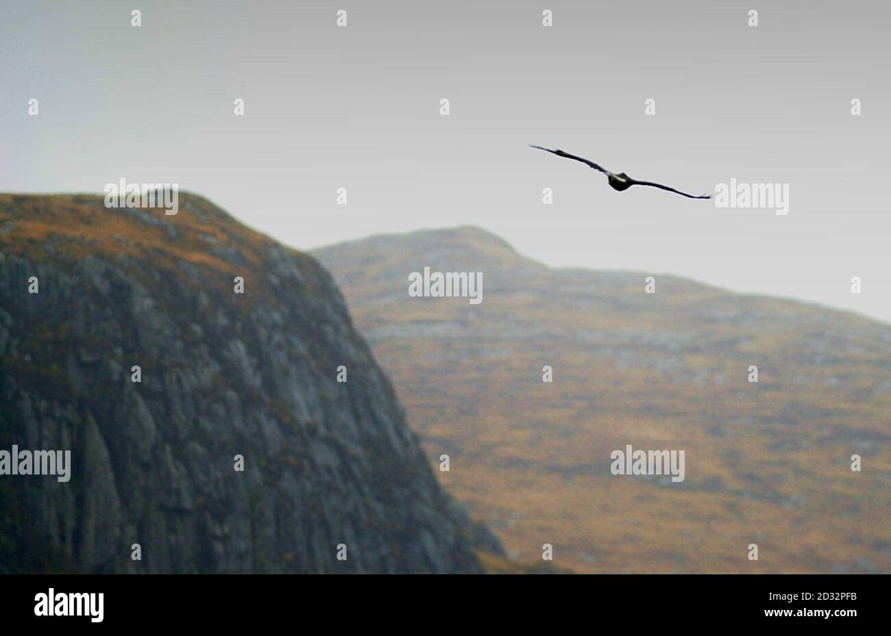 A Golden Eagle flying over Glenveagh National Park, Co Donegal ...