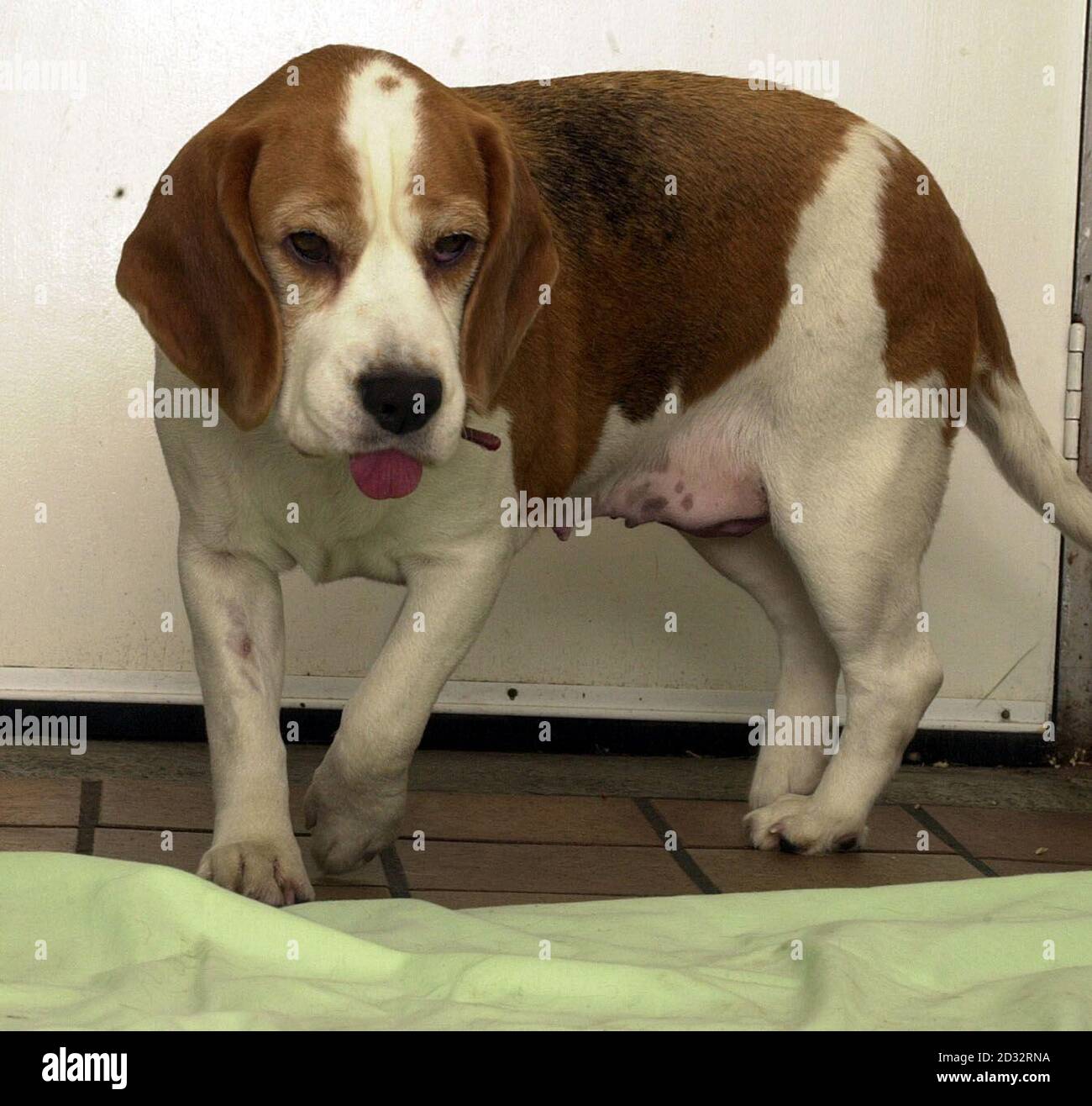 "Droopy" is back home. Droopy the beagle who disappeared more than four ...