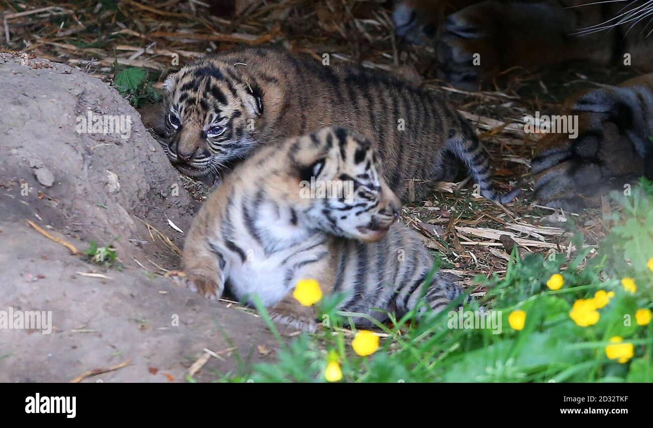The two Tiger cubs, born on the June 3, are seen in public for the ...