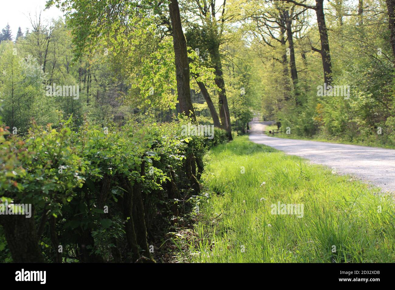 A way to the forest Stock Photo - Alamy