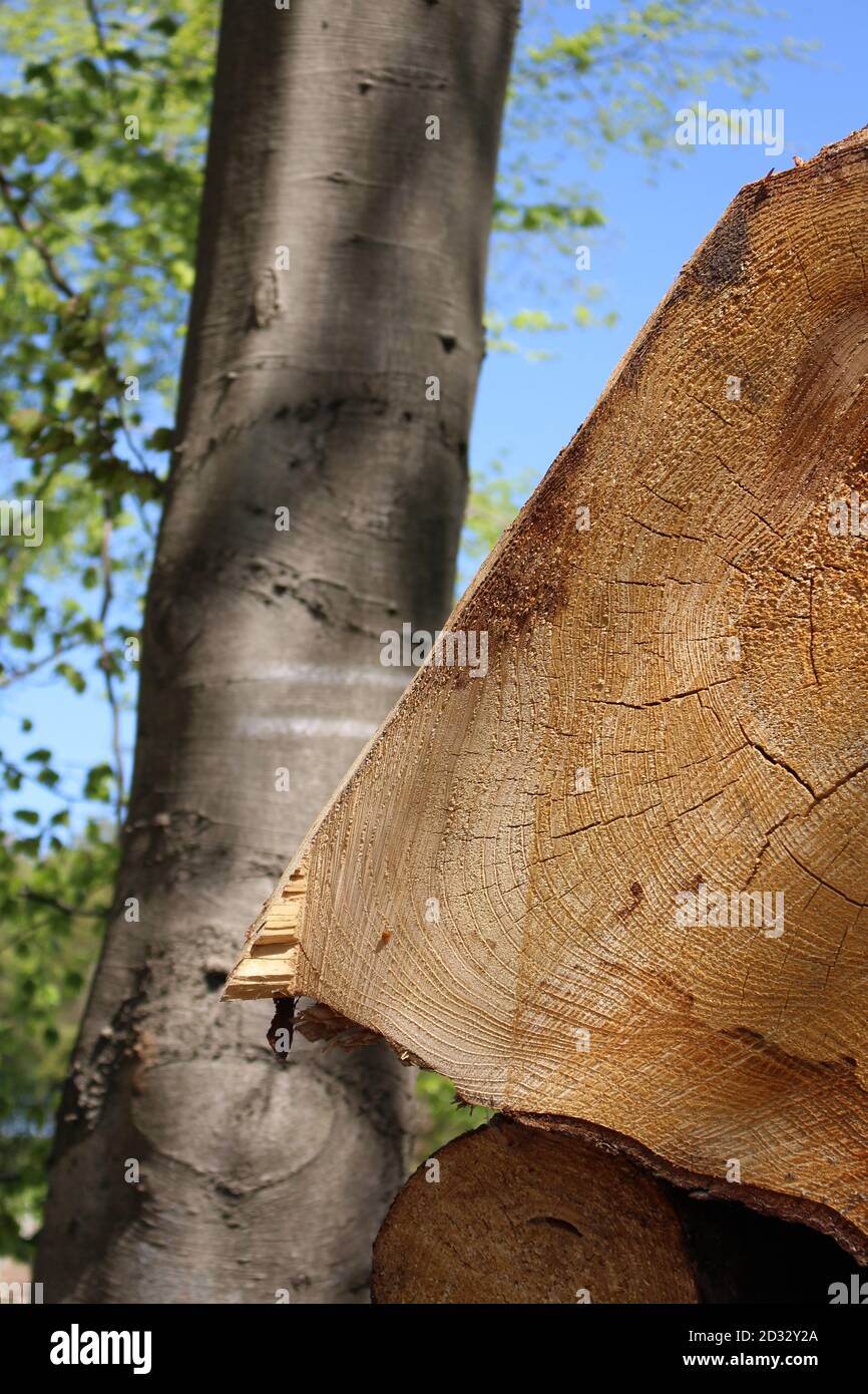 Disforestation hi-res stock photography and images - Alamy