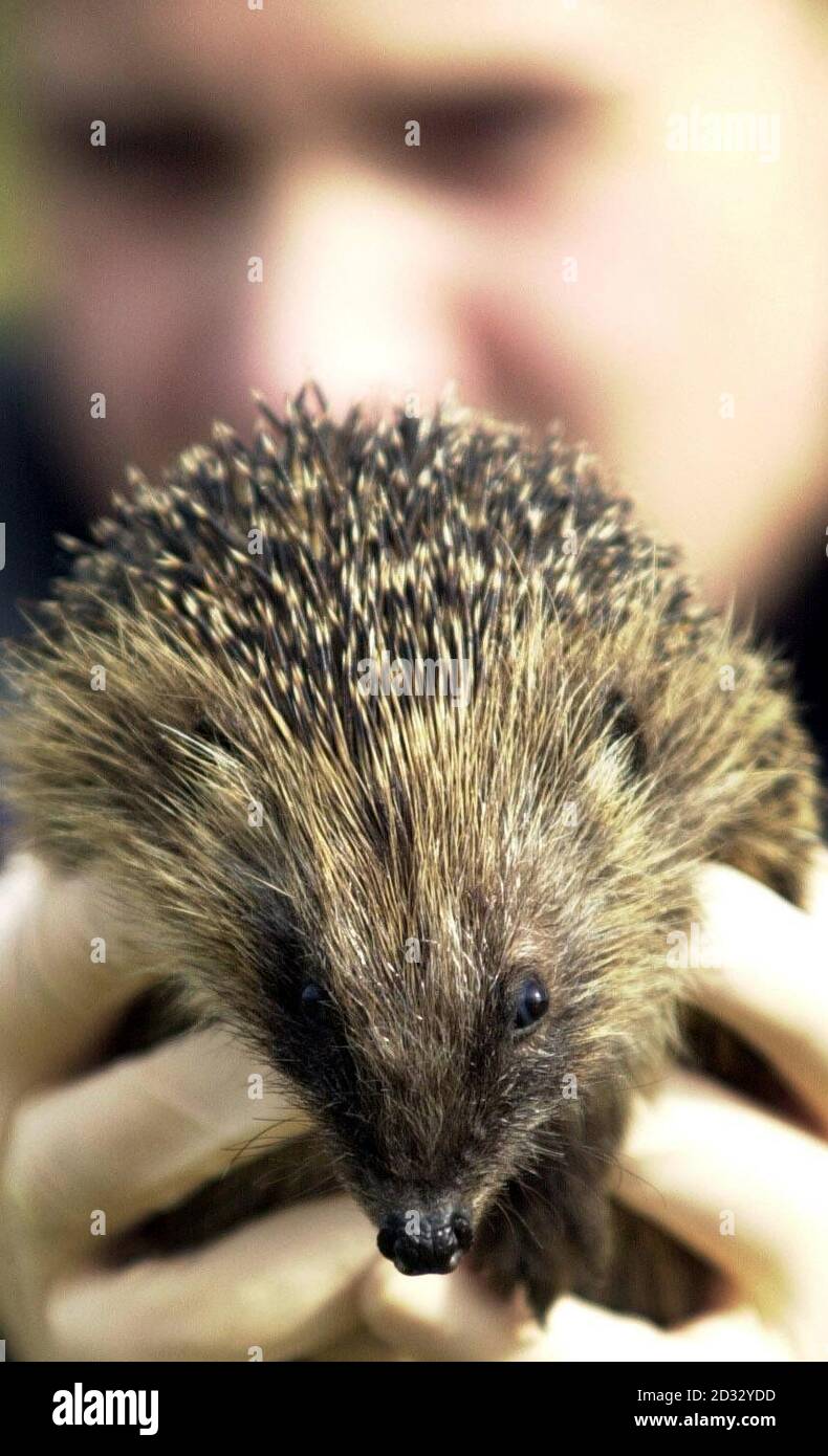 Protect hedgehogs hi-res stock photography and images - Alamy