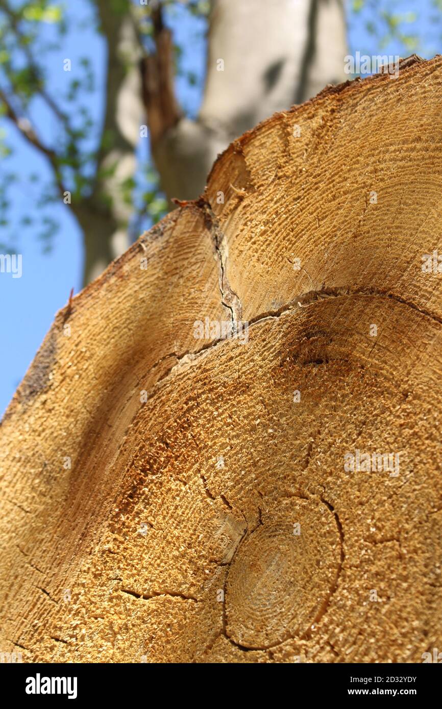 Disforestation hi-res stock photography and images - Alamy