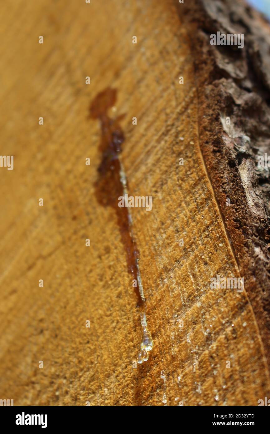 Disforestation hi-res stock photography and images - Alamy