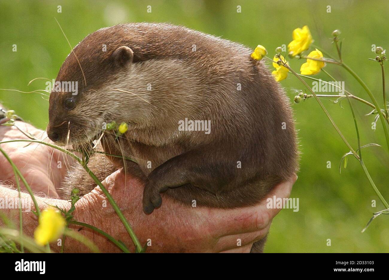 Belinda the otter, in Cholsey, Oxfordshire. Otters are returning to the ...