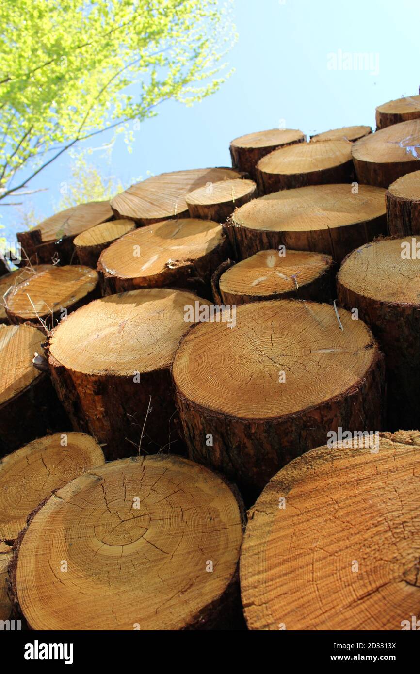 Disforestation hi-res stock photography and images - Alamy