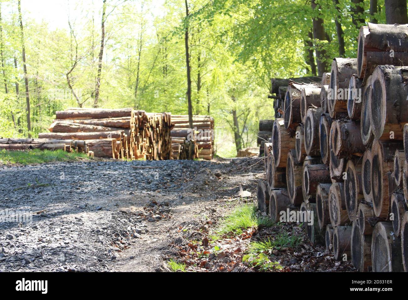 Disforestation hi-res stock photography and images - Alamy