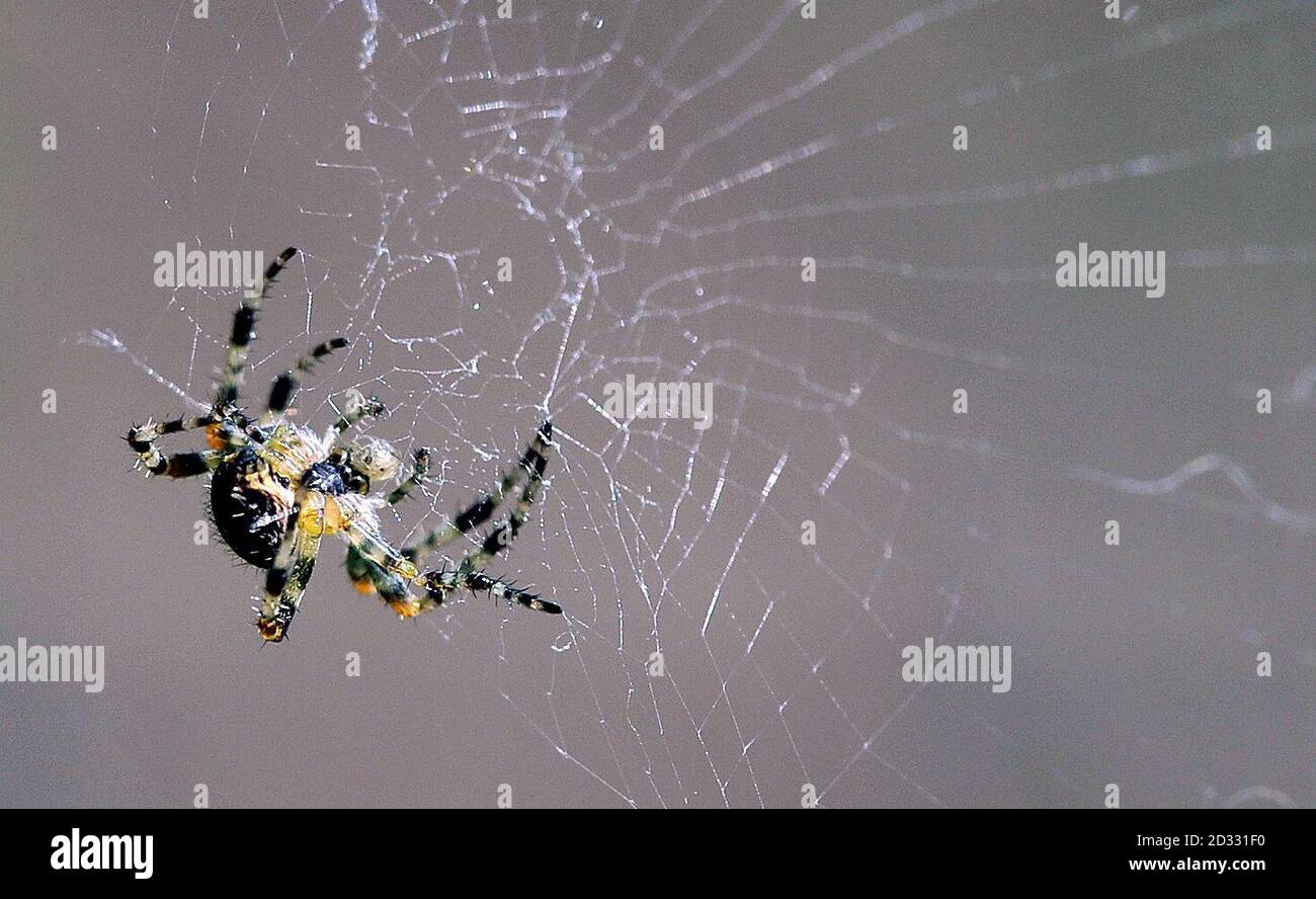 Garden orb web spider hi-res stock photography and images - Alamy