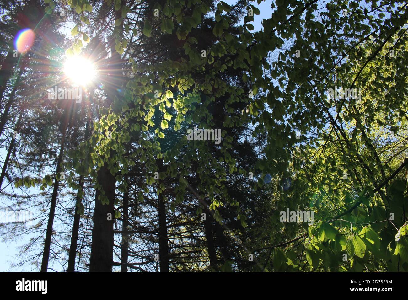 Sunshine in the forest hi-res stock photography and images - Alamy