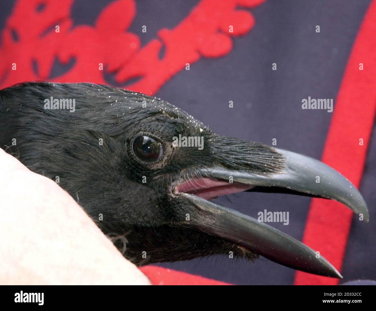 Baby raven tower of london hi-res stock photography and images - Alamy