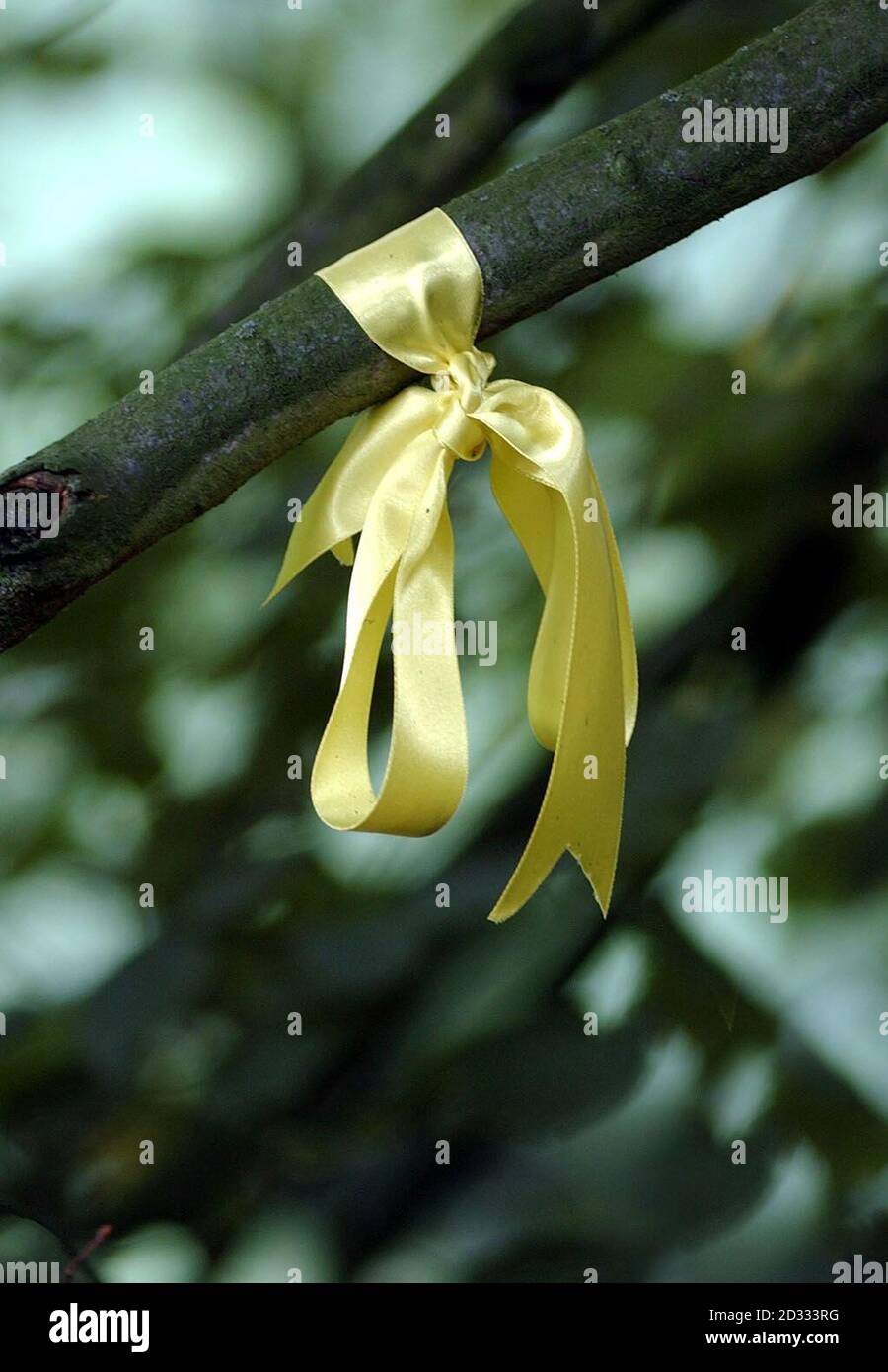 A single yellow ribbon tied to the branch of a tree outside Tony Martin ...
