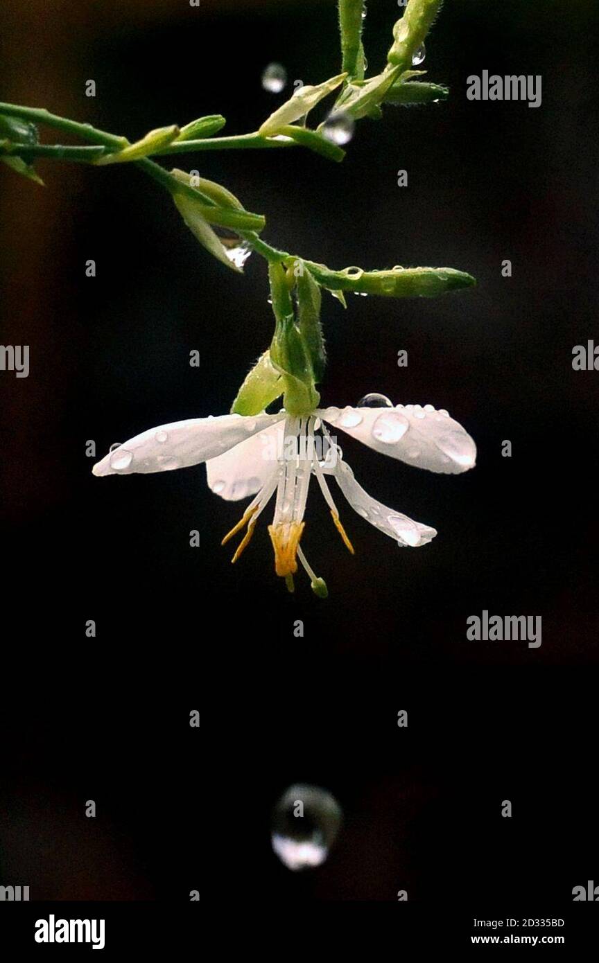 Gaura autumn hi-res stock photography and images - Alamy