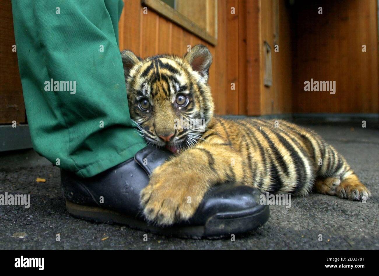 Ratna, a fourteen week old Sumatran tiger cub, who was born at Dublin ...