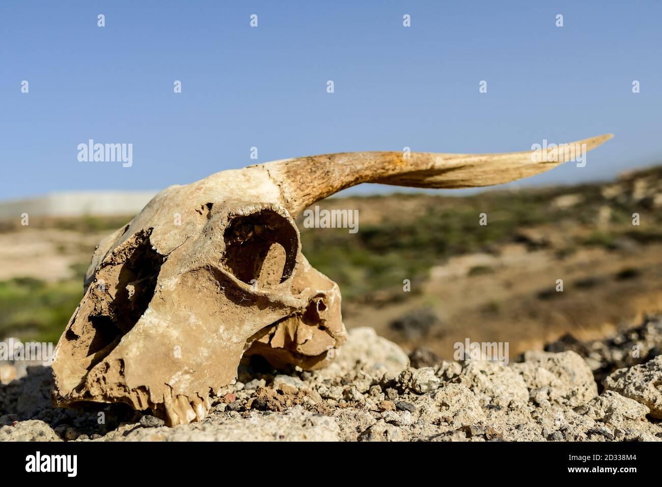 Dry Goat Skull Bone, Goat Skull background in the desert Stock Photo ...