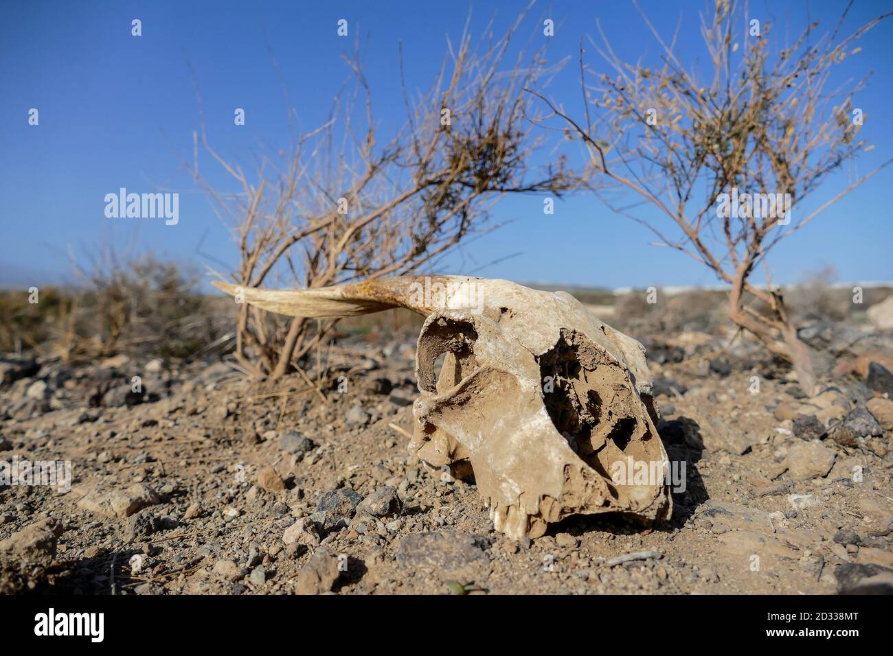 Dry Goat Skull Bone, Goat Skull background in the desert Stock Photo ...