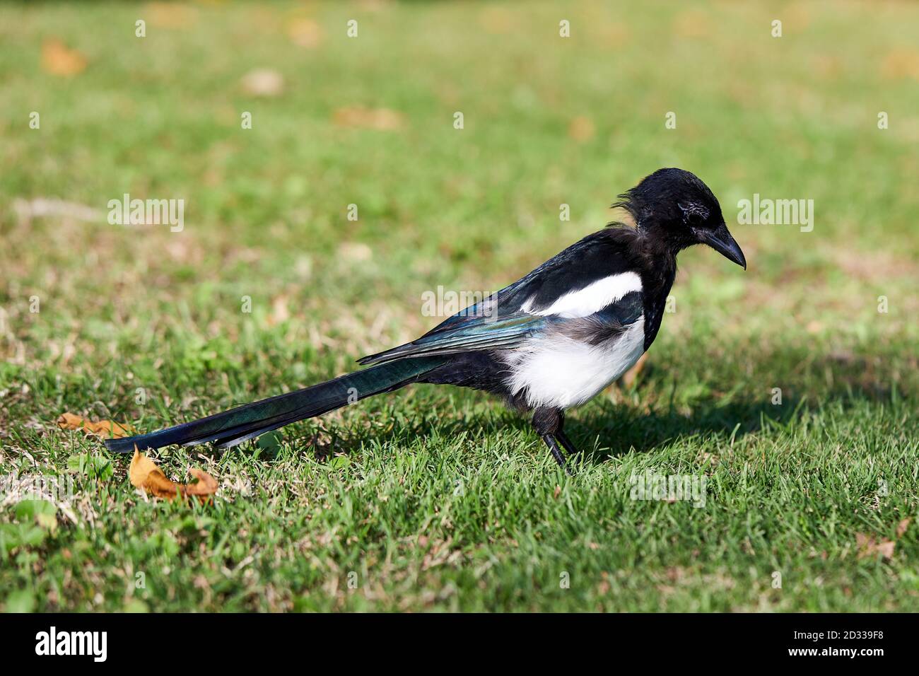 Eurasian magpie (Pica pica), juvenile, missing part of neck feathers ...