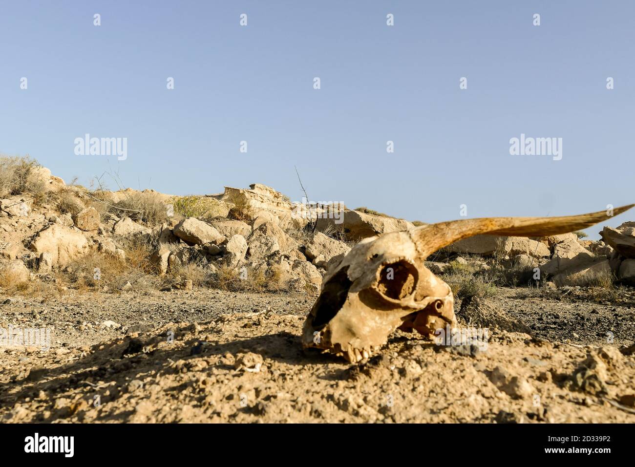Dry Goat Skull Bone, Goat Skull background in the desert Stock Photo ...