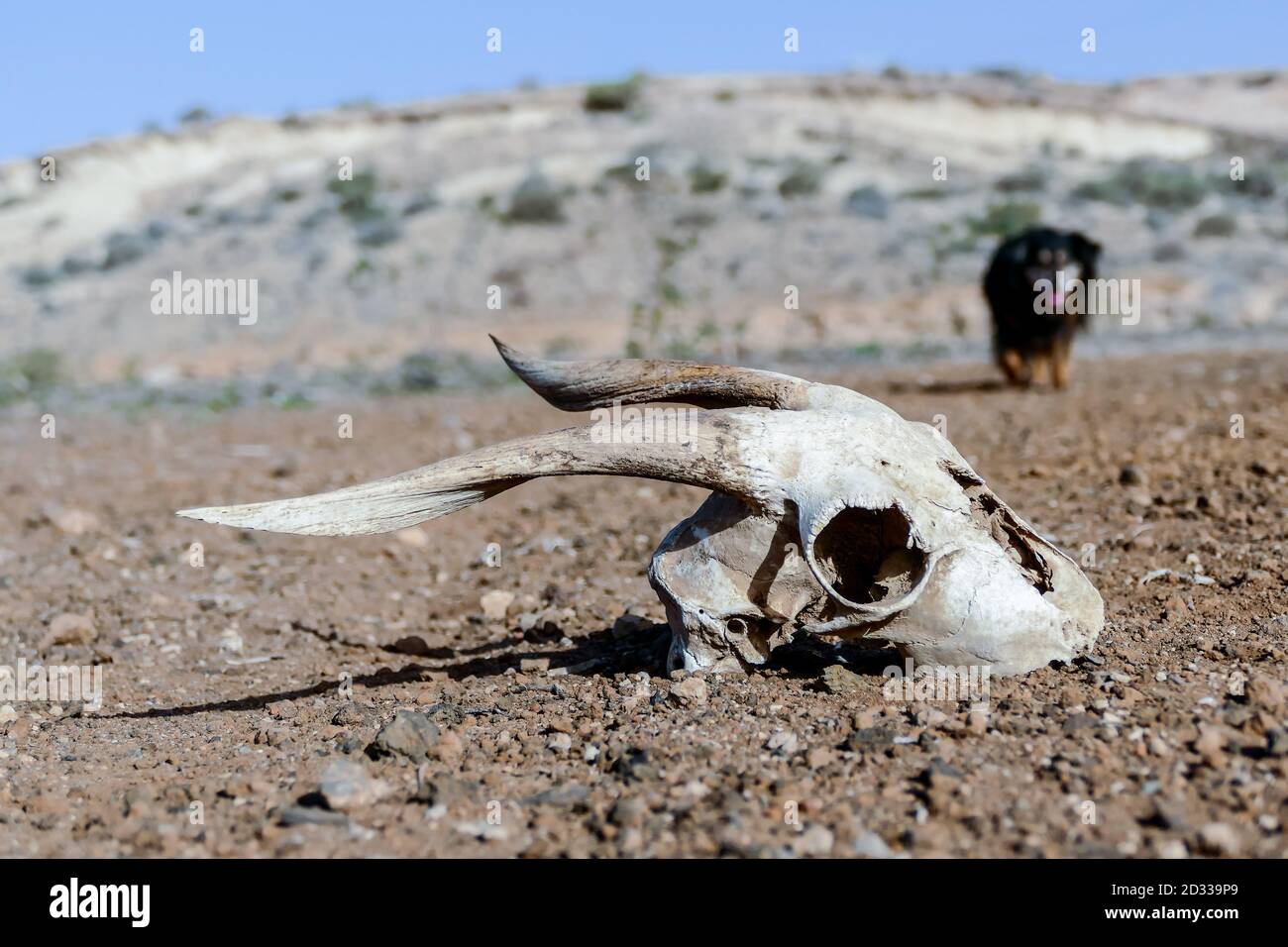 Dry Goat Skull Bone, Goat Skull background in the desert Stock Photo ...