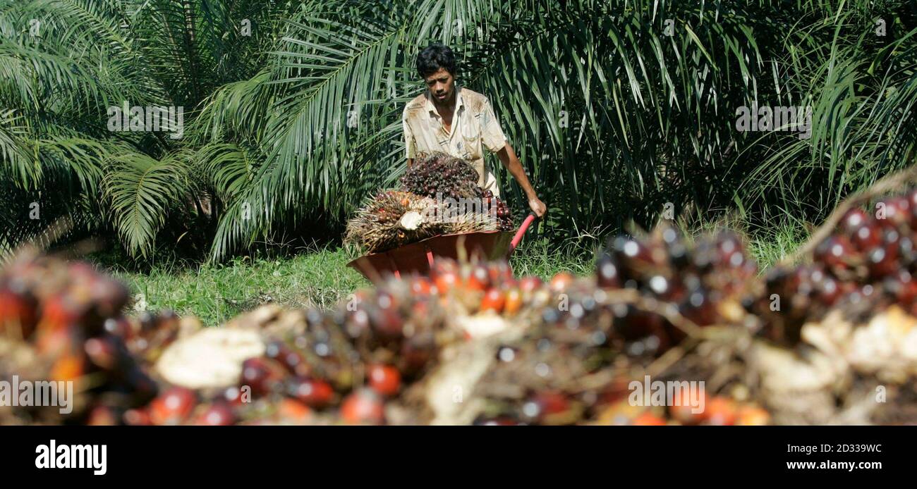 Palm oil indonesia ship hi-res stock photography and images - Alamy