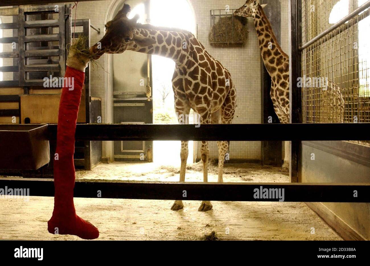 Steffi, a seven-year-old Giraffe joins the festive spirit as she eats ...