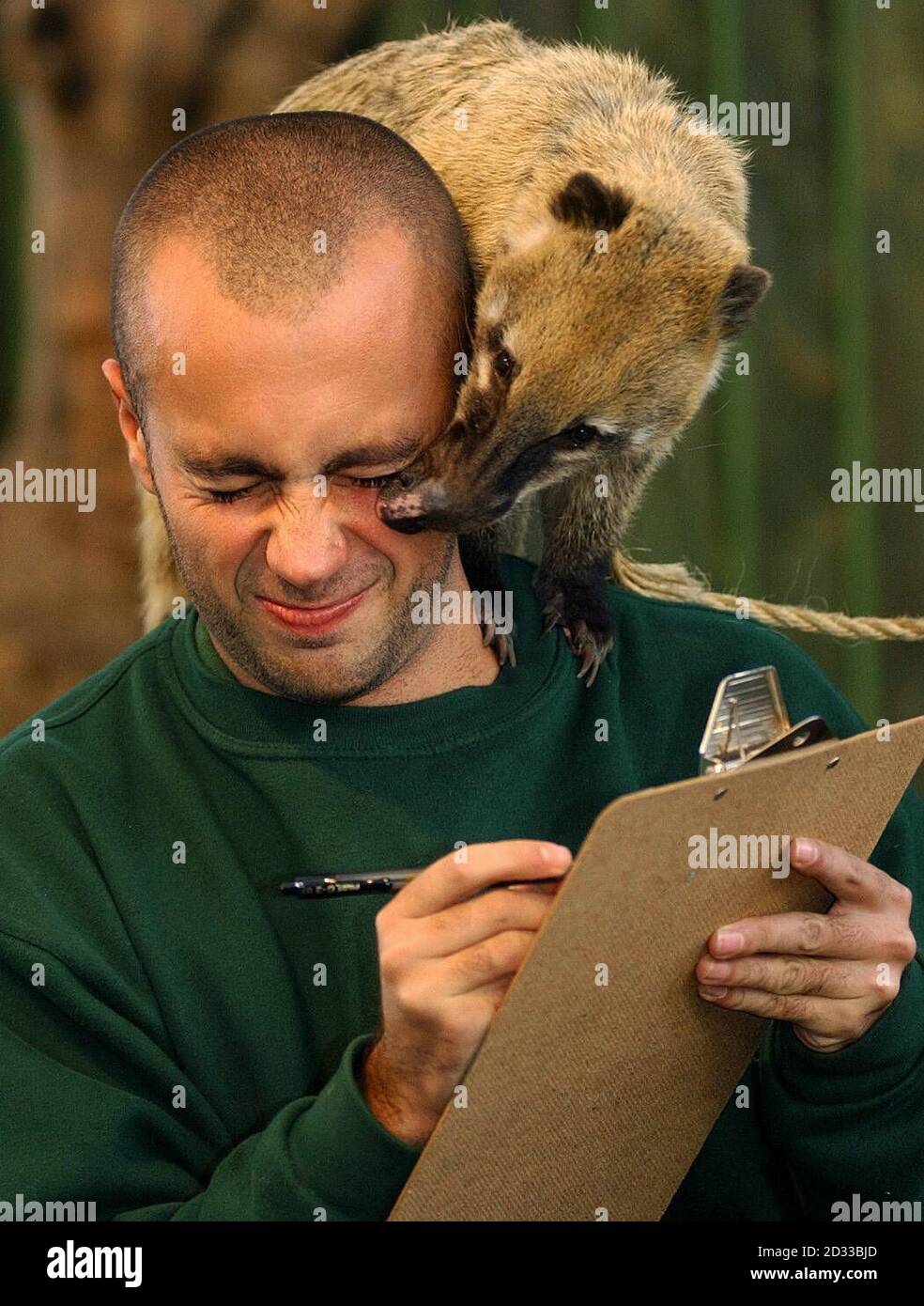 South american raccoons hi-res stock photography and images - Alamy