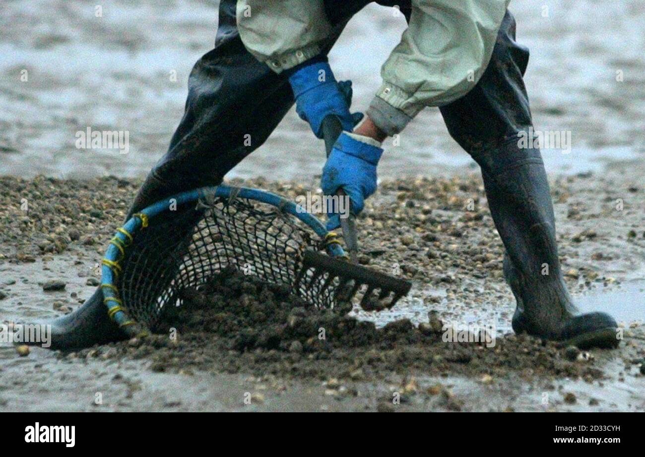 Cockle pickers at work hi-res stock photography and images - Alamy