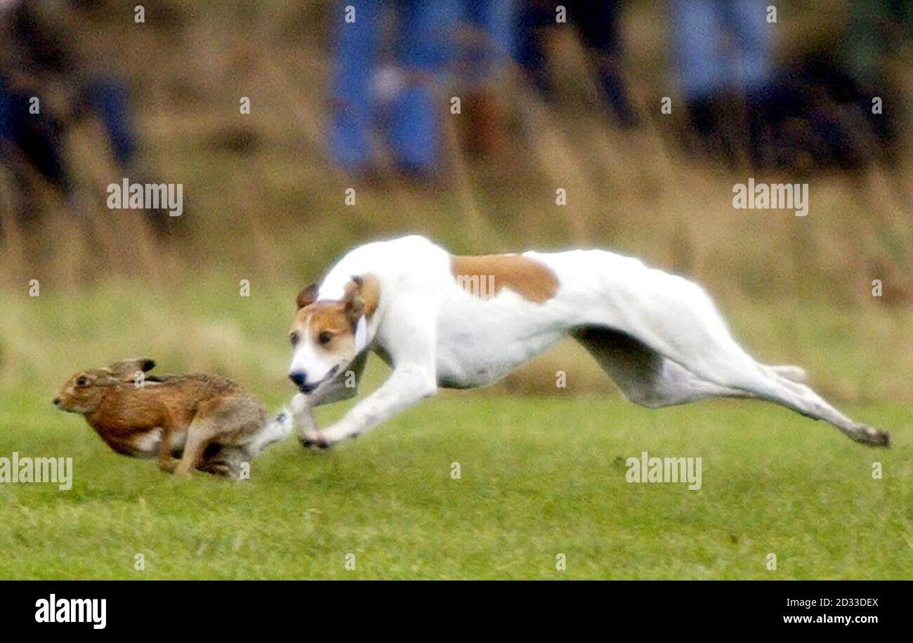 Uks largest hare coursing event hi-res stock photography and images - Alamy