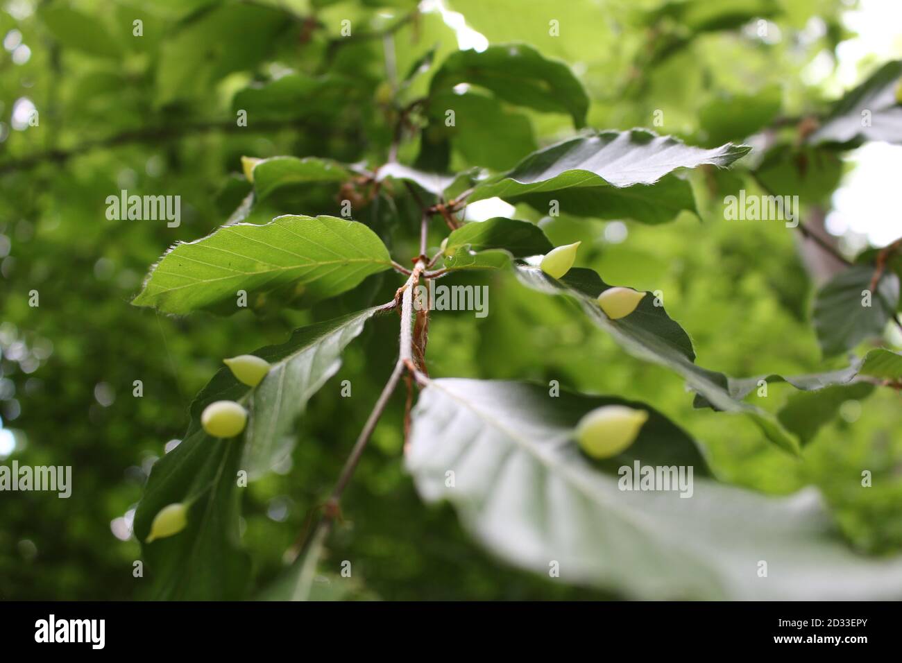 Gall midge hi-res stock photography and images - Alamy