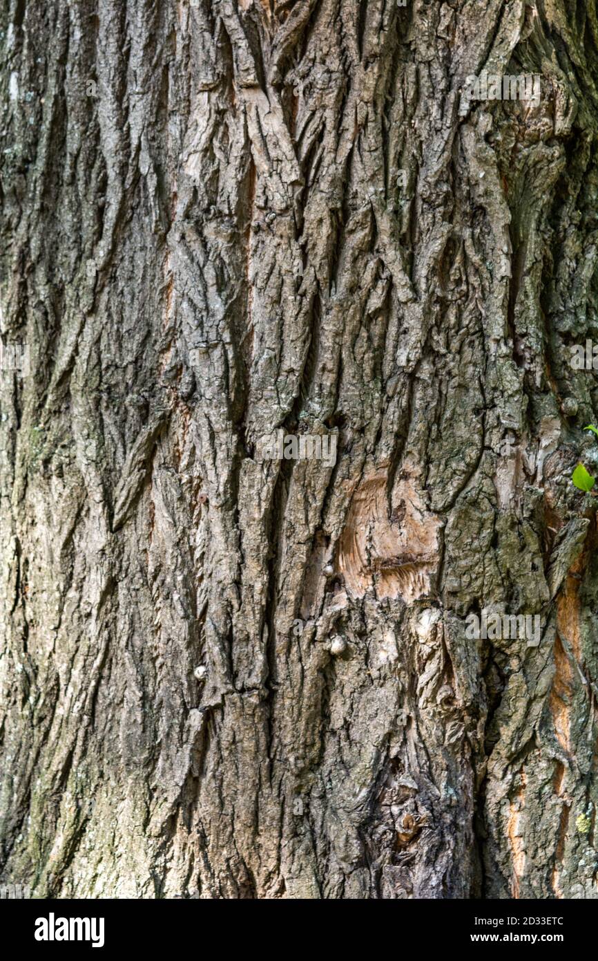 Mighty cracked bark hi-res stock photography and images - Alamy
