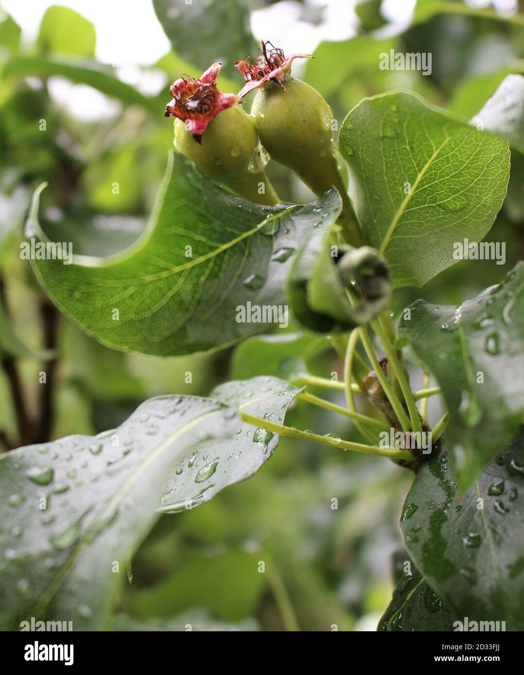 Water Pear Tree Leaf High Resolution Stock Photography and Images - Alamy