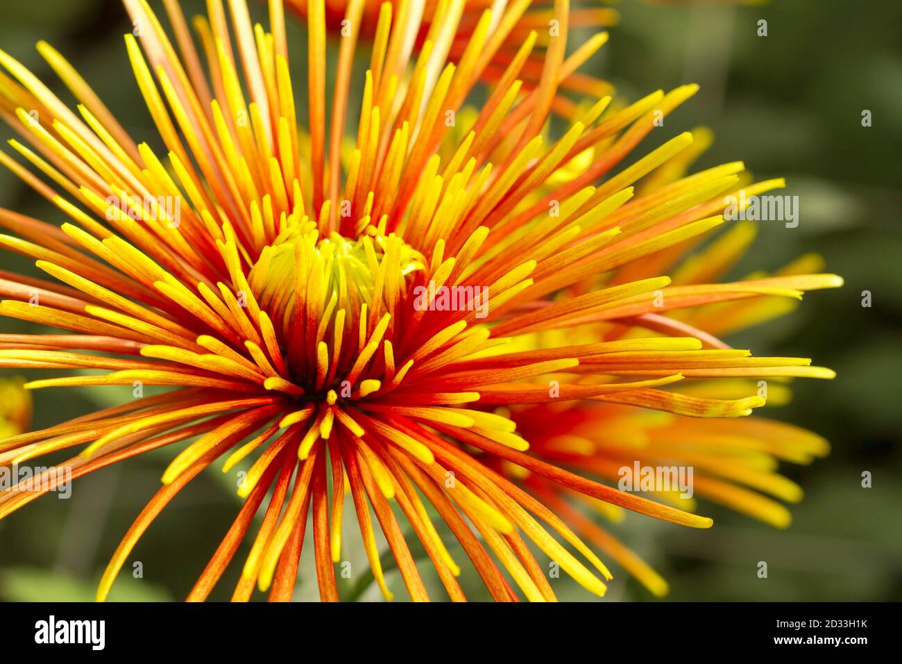 A Stick-like Chrysanthemum Stock Photo - Alamy