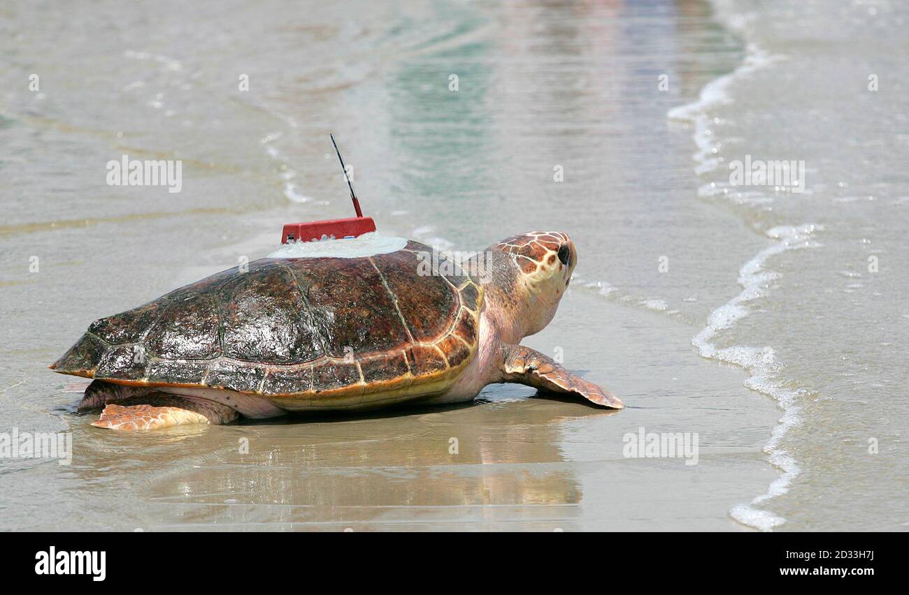 Sea turtle transmitter hi-res stock photography and images - Alamy