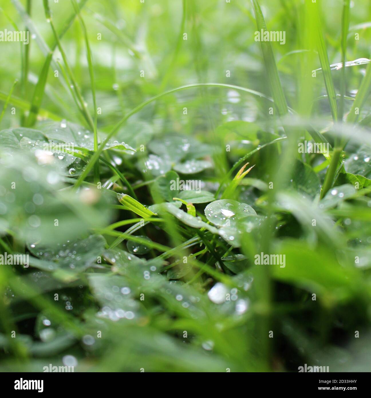 Clover after rain Stock Photo - Alamy