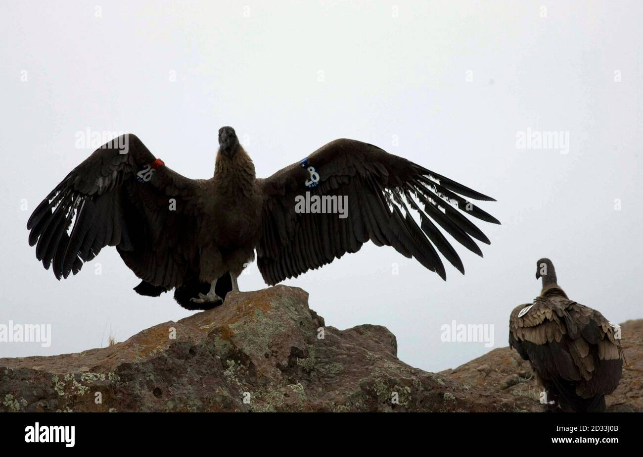 Condors in captivity hi-res stock photography and images - Alamy