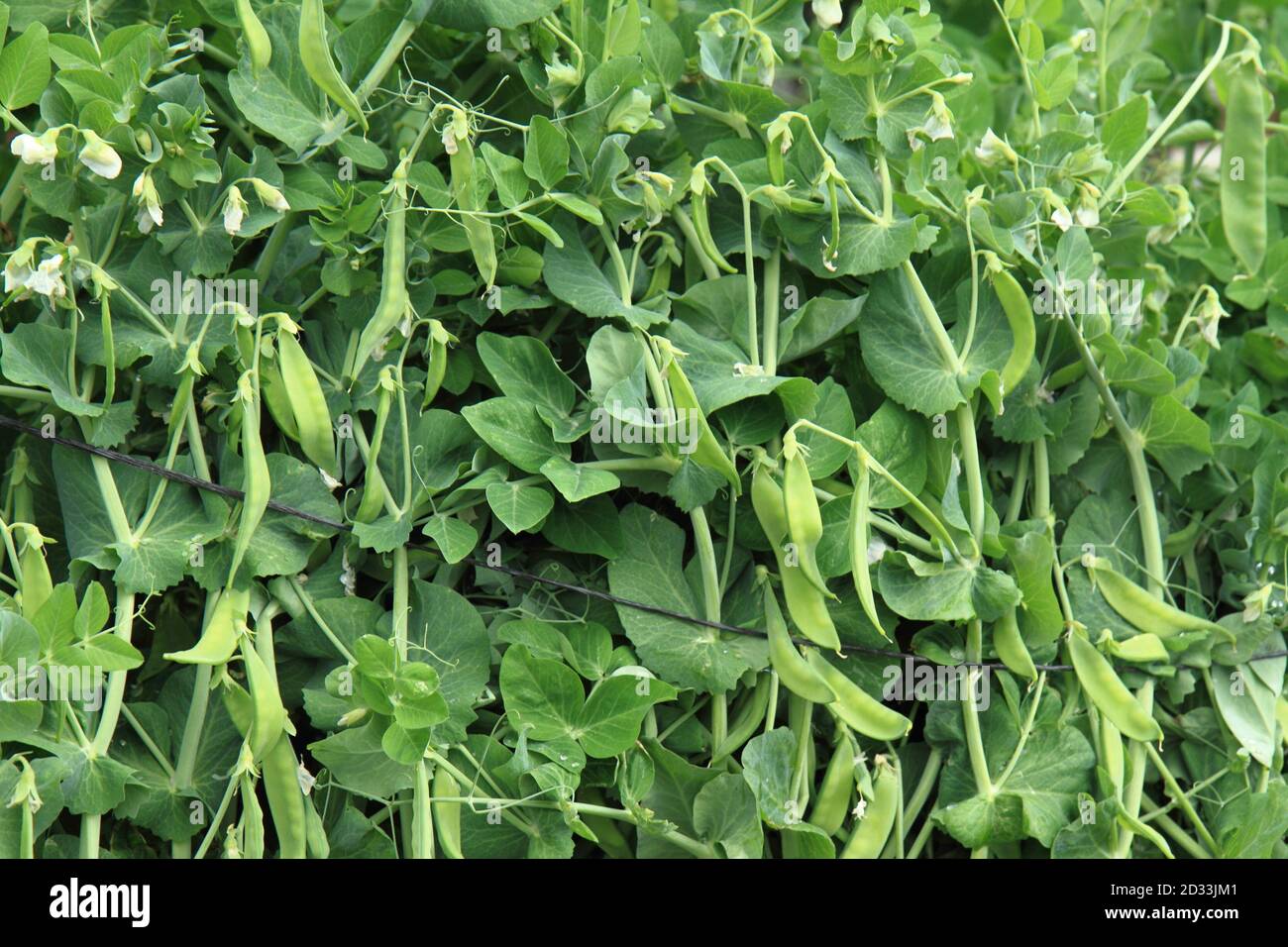 green pea plant as nice natural food background Stock Photo - Alamy