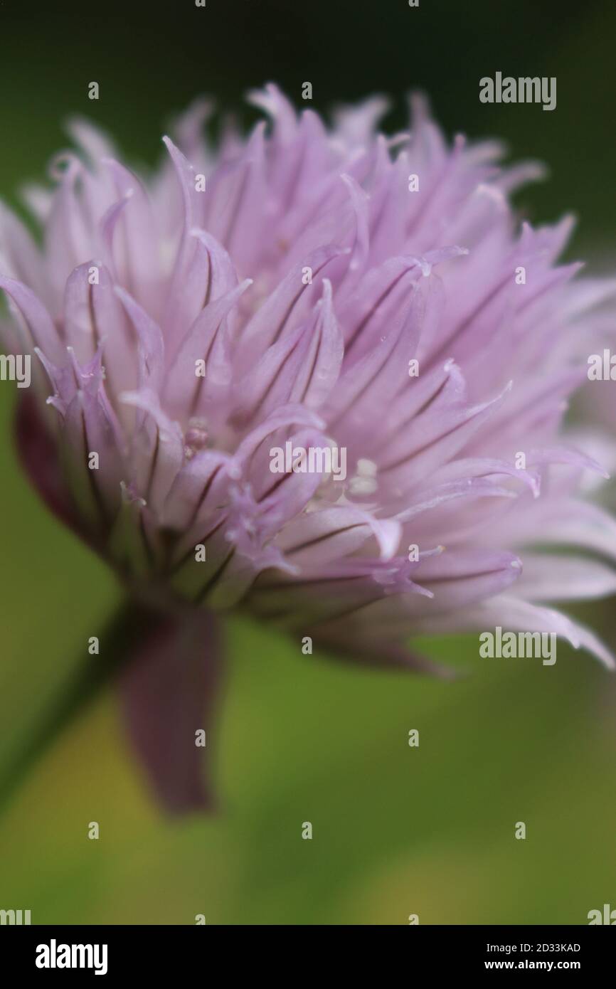 Beautiful chives hi-res stock photography and images - Alamy