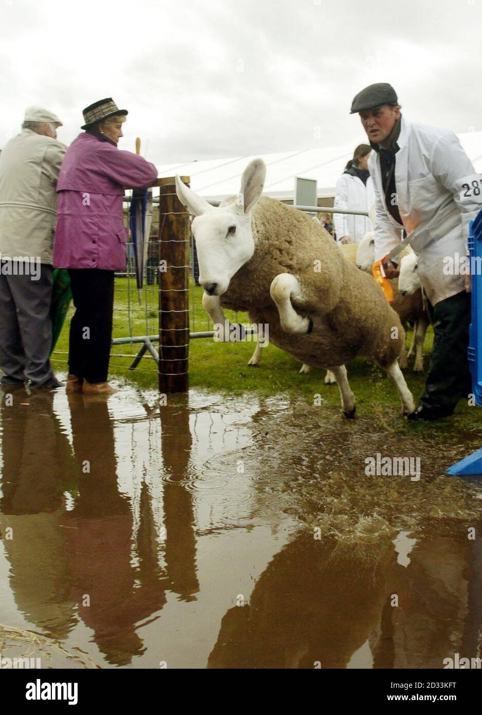 Judging farm animals hi-res stock photography and images - Alamy