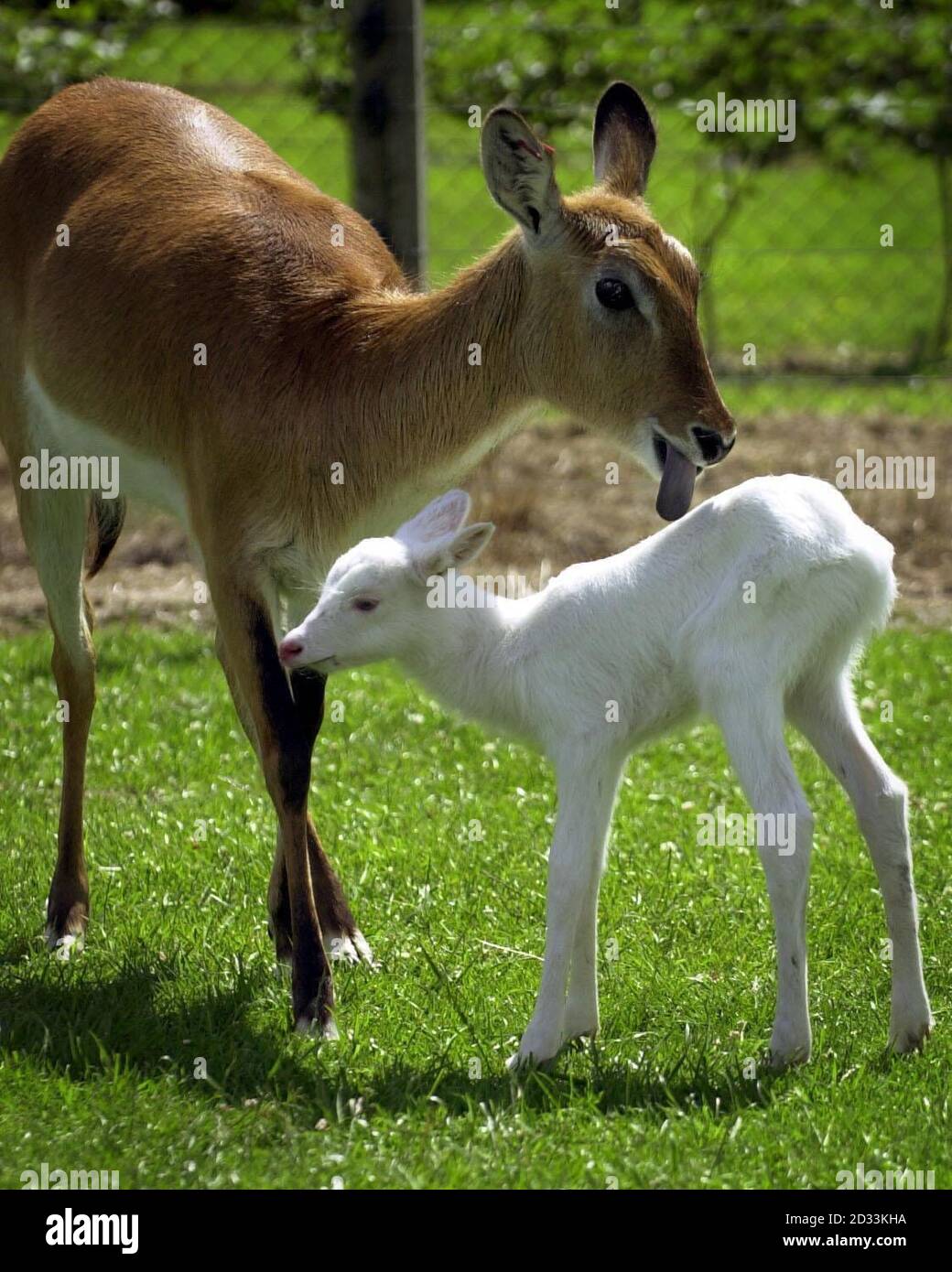 Rare albino deer 'Lightning,' at Blair Drummond Safari Park near ...